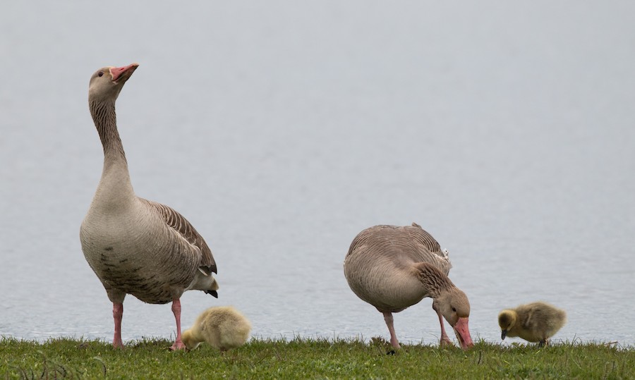 Graylag Goose (Siberian) - eBird