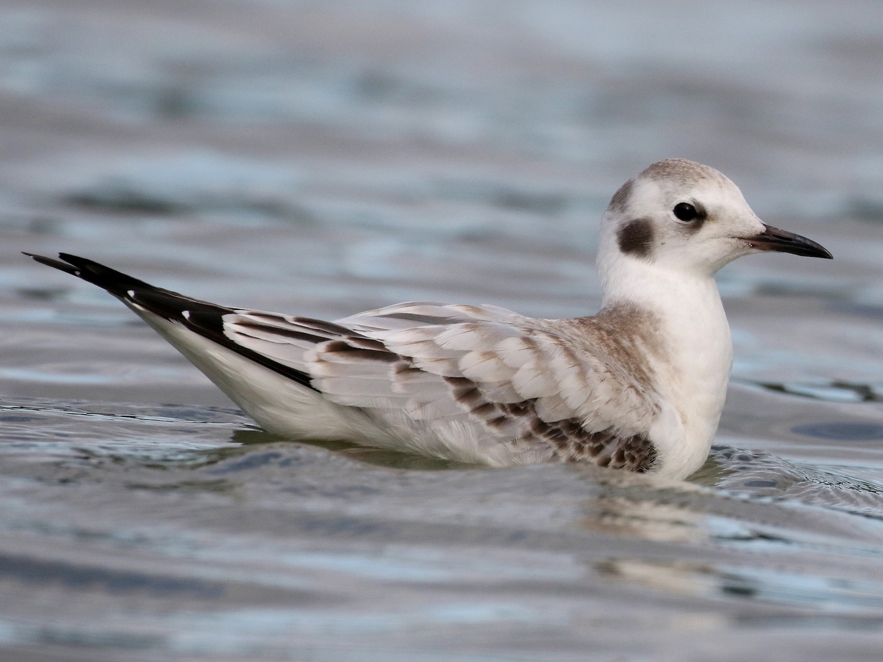Bonaparte's Gull - eBird