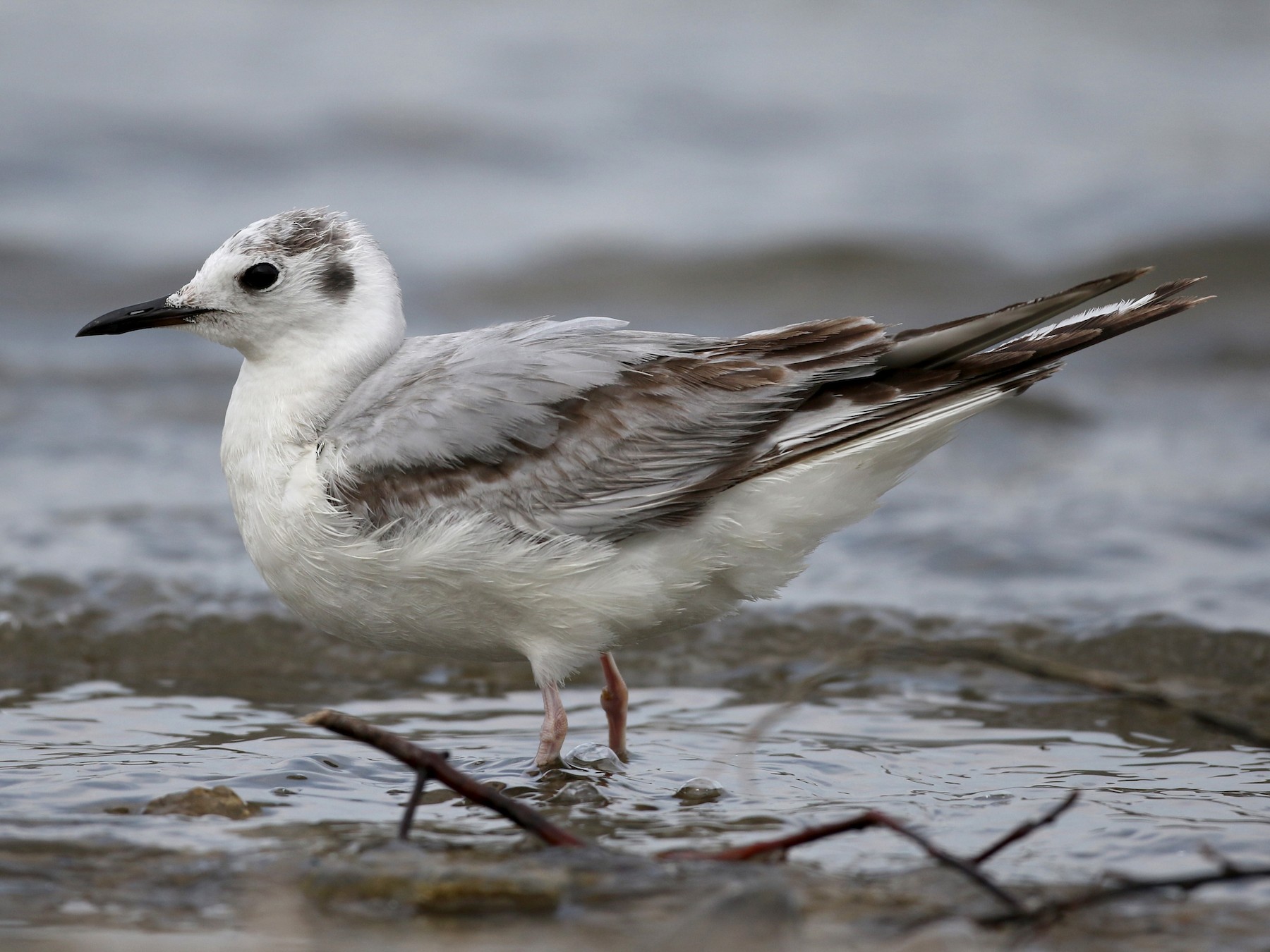 Bonaparte's Gull - eBird