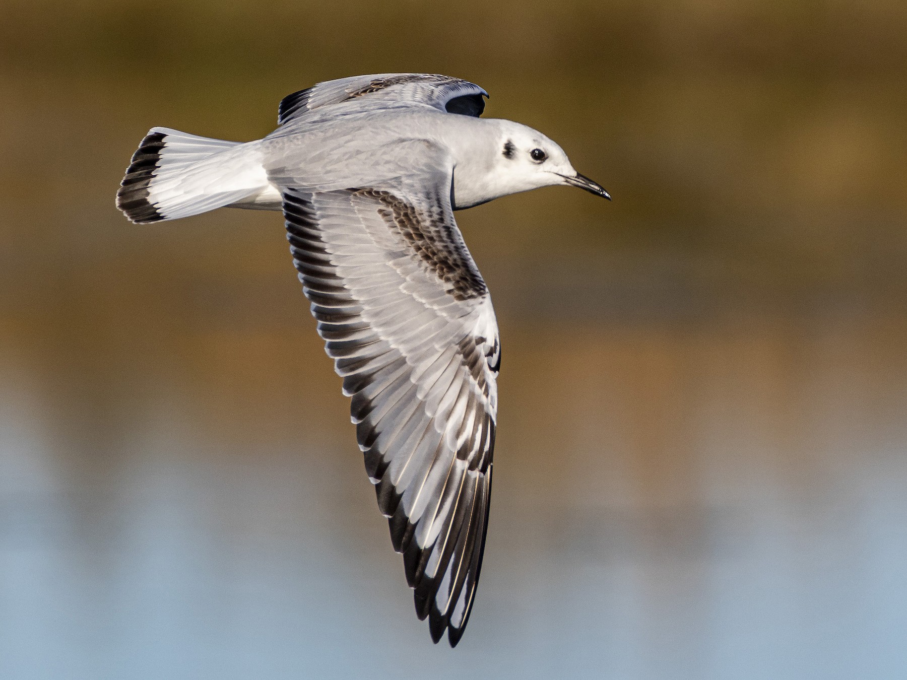 Bonaparte's Gull - eBird