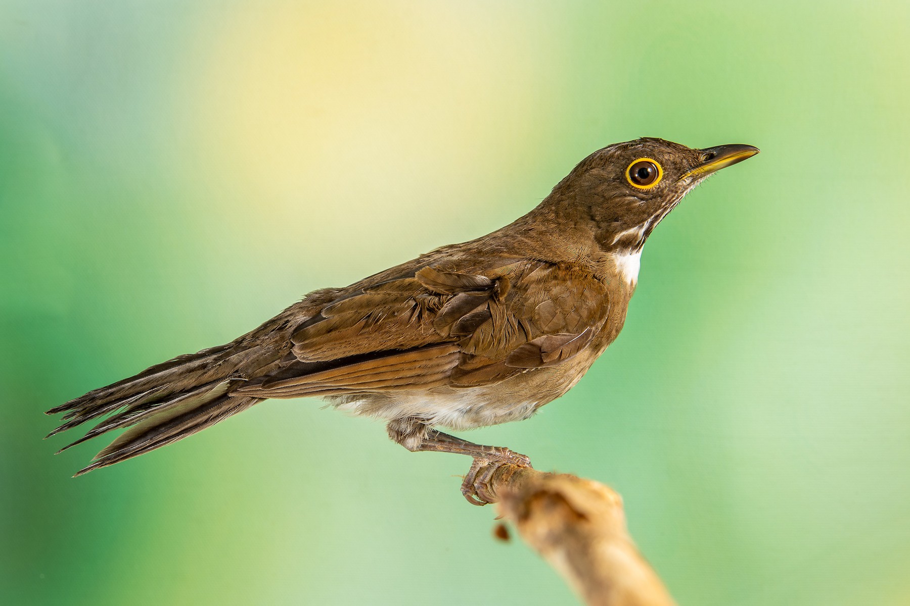 White-throated Thrush (Dagua) - eBird