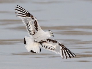 Little Gull - eBird