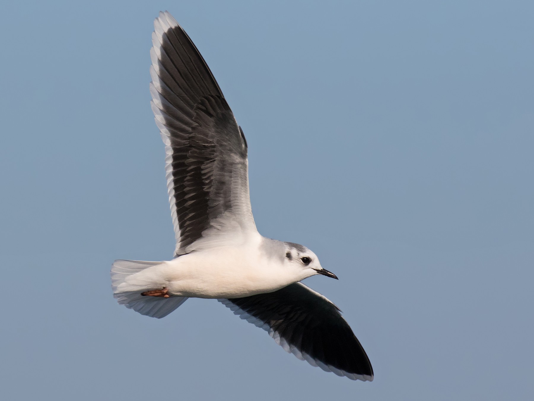 Little Gull - eBird