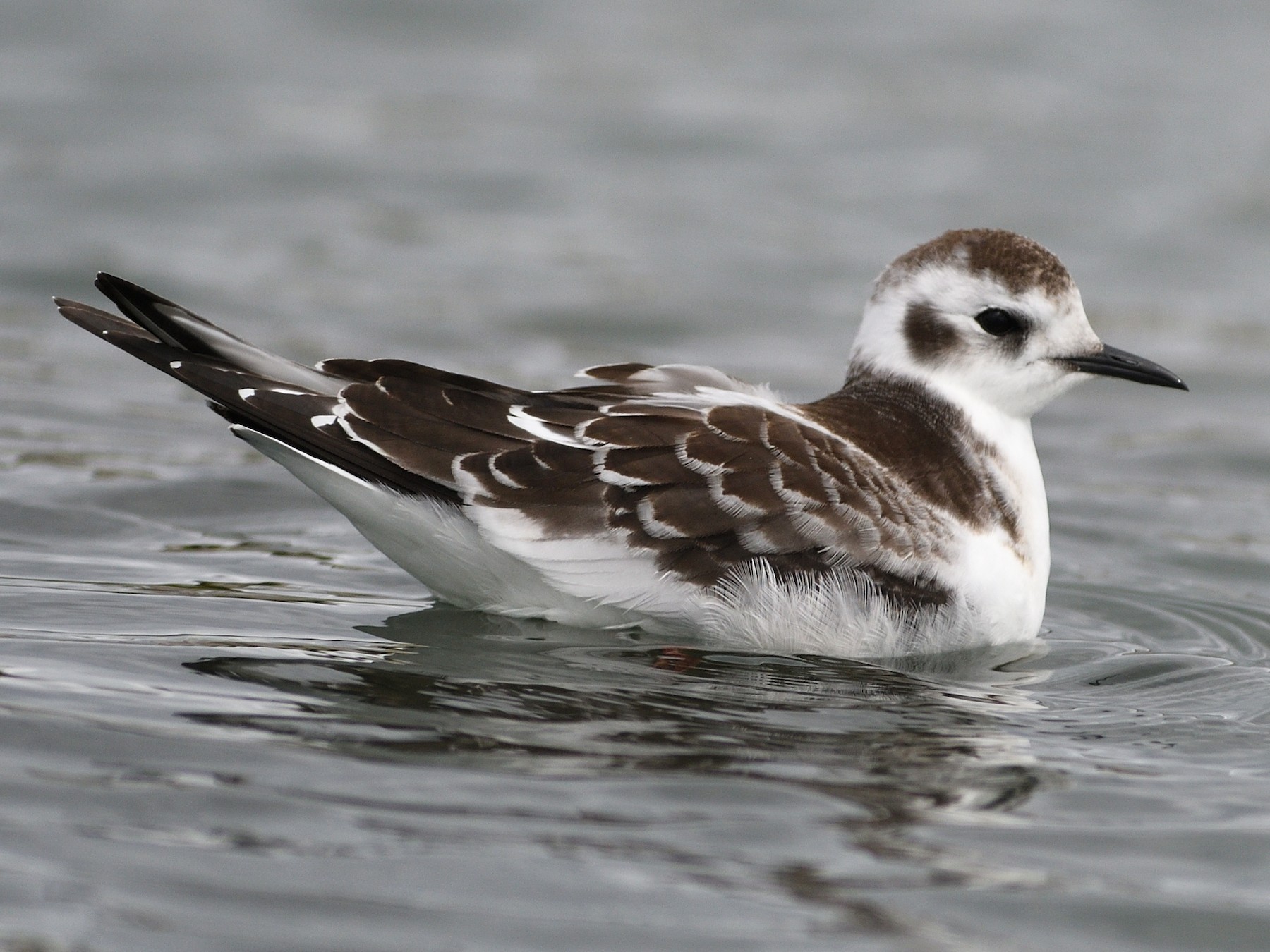Little Gull - eBird