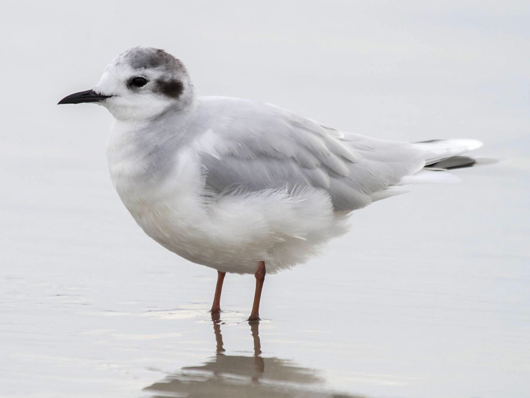 Little Gull - eBird