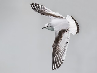Little Gull - eBird