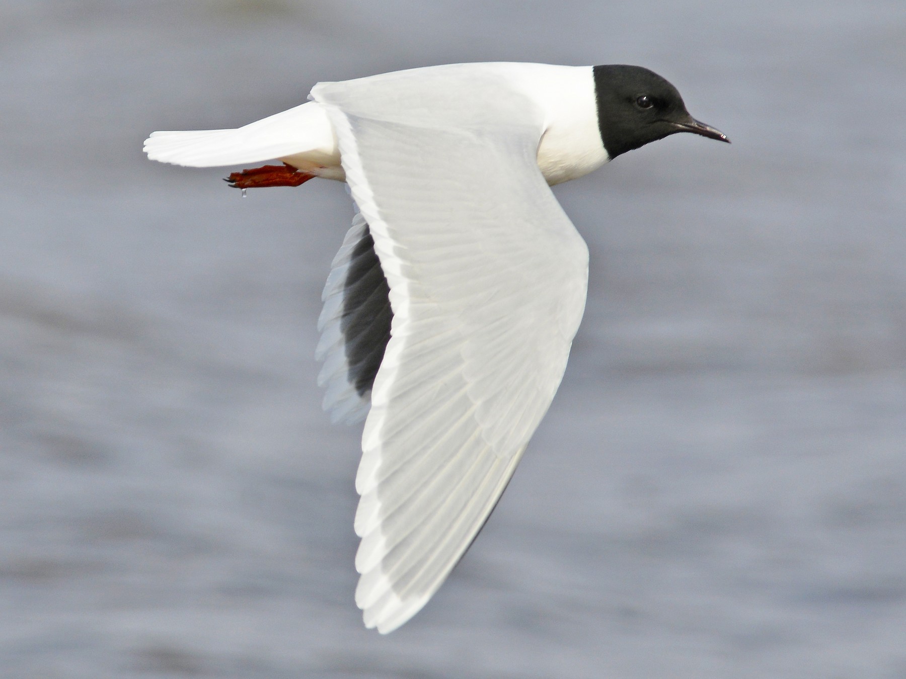 Little Gull - eBird
