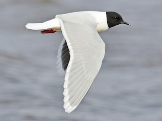 Little Gull - eBird