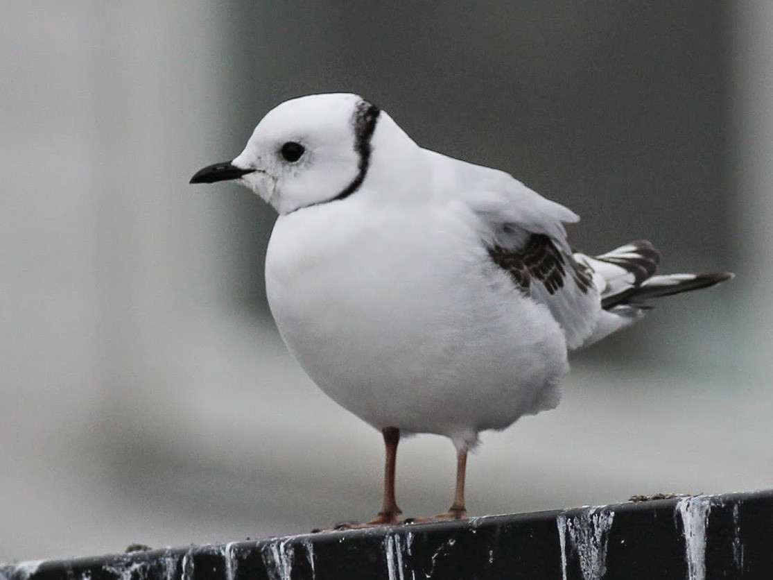 Ross's Gull - eBird