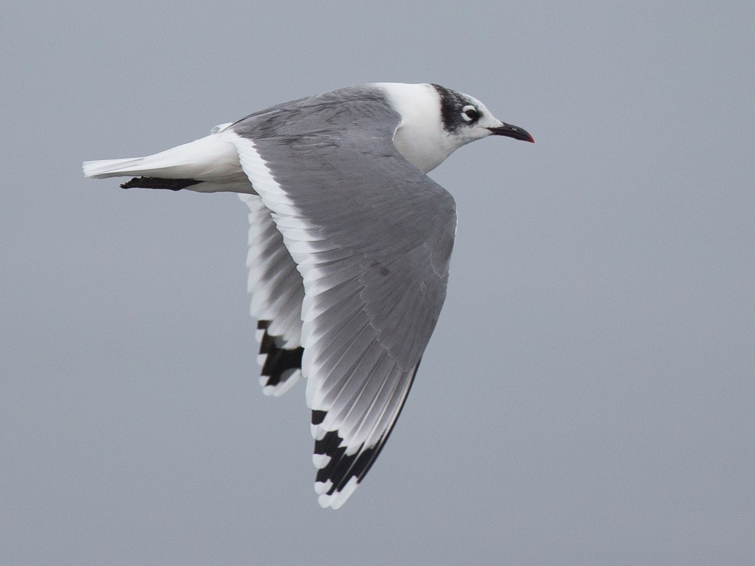 Frenklinov galeb - eBird