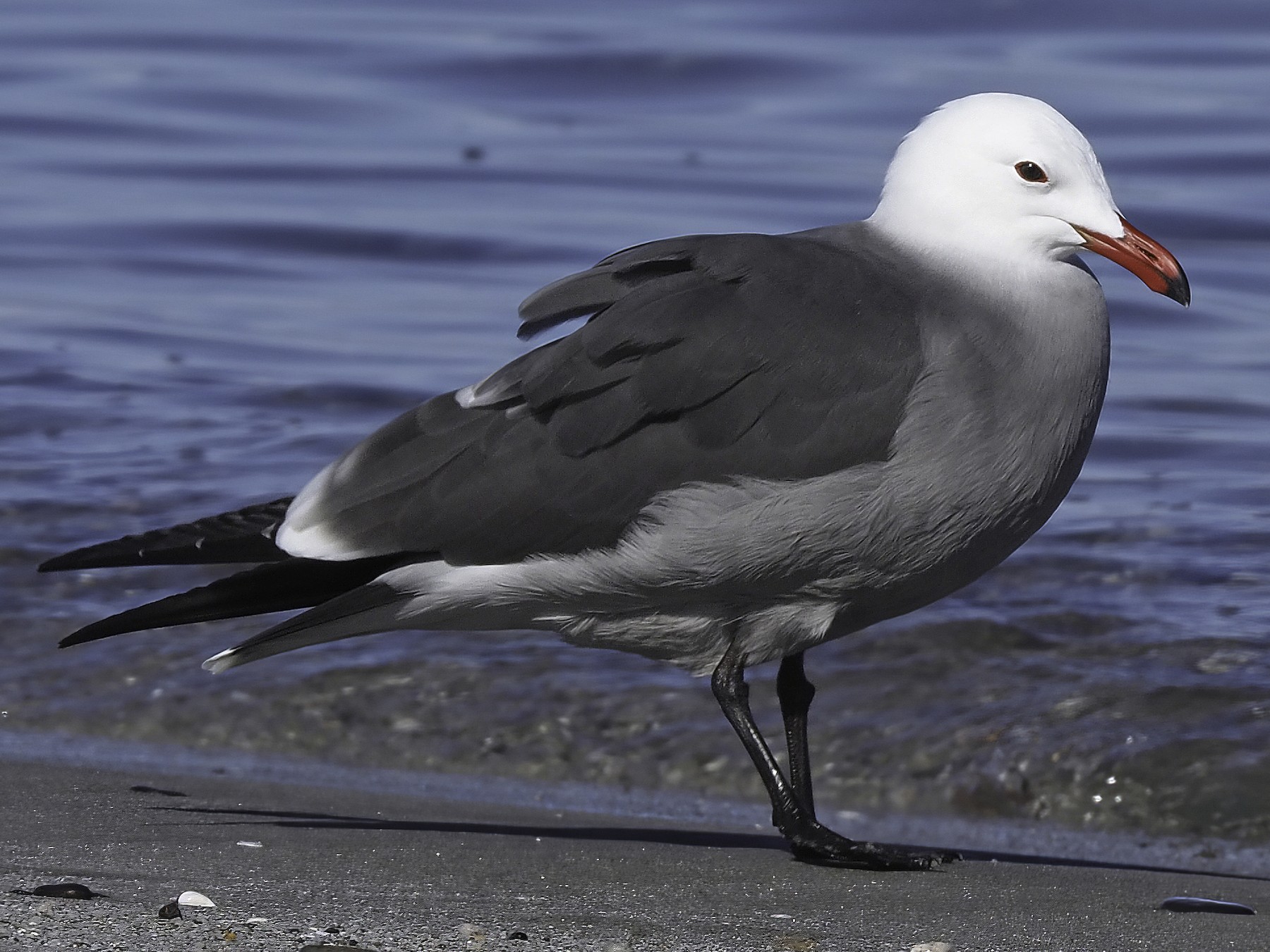 Heermann's Gull - eBird