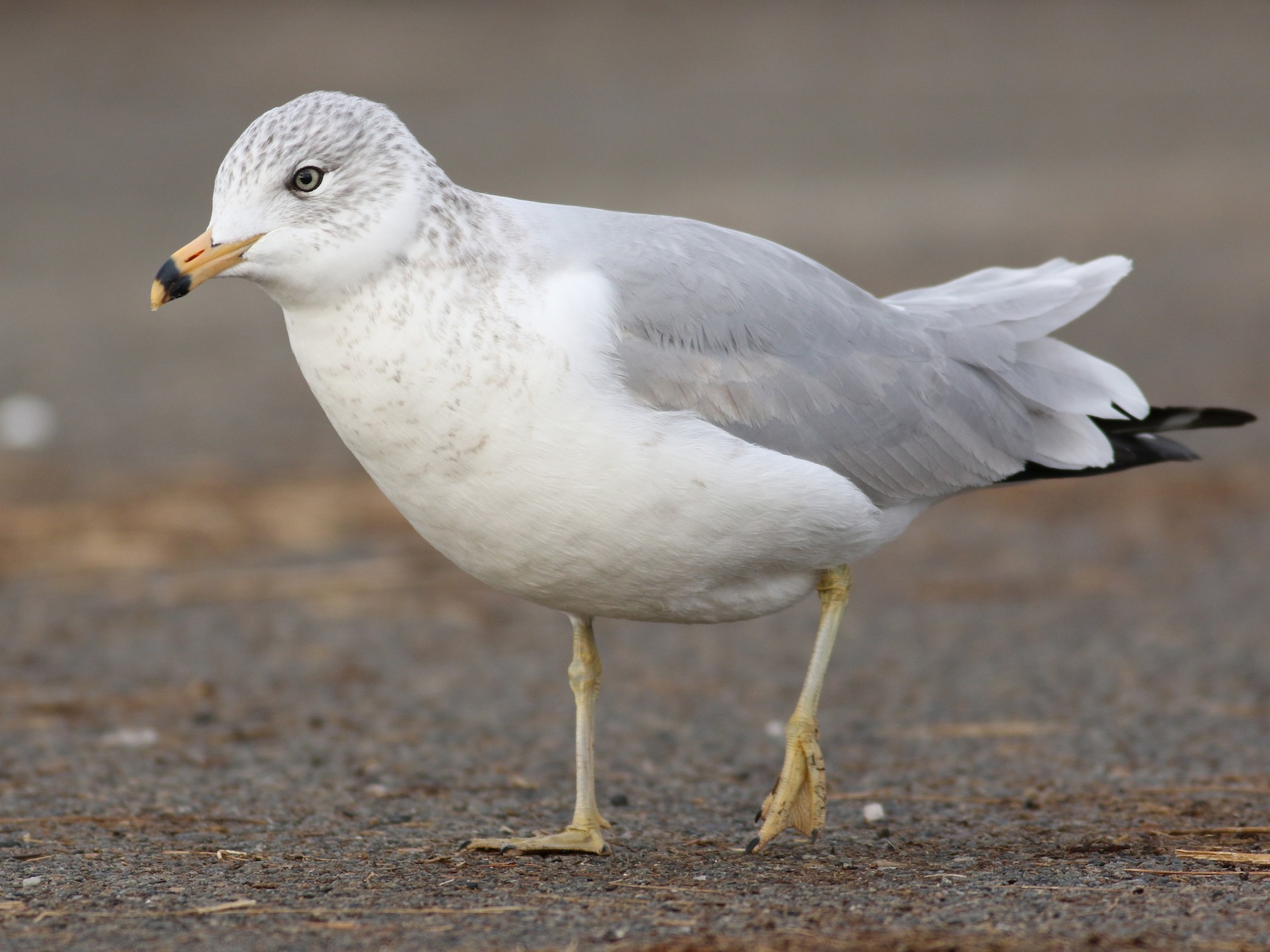 Ring-billed Gull - eBird
