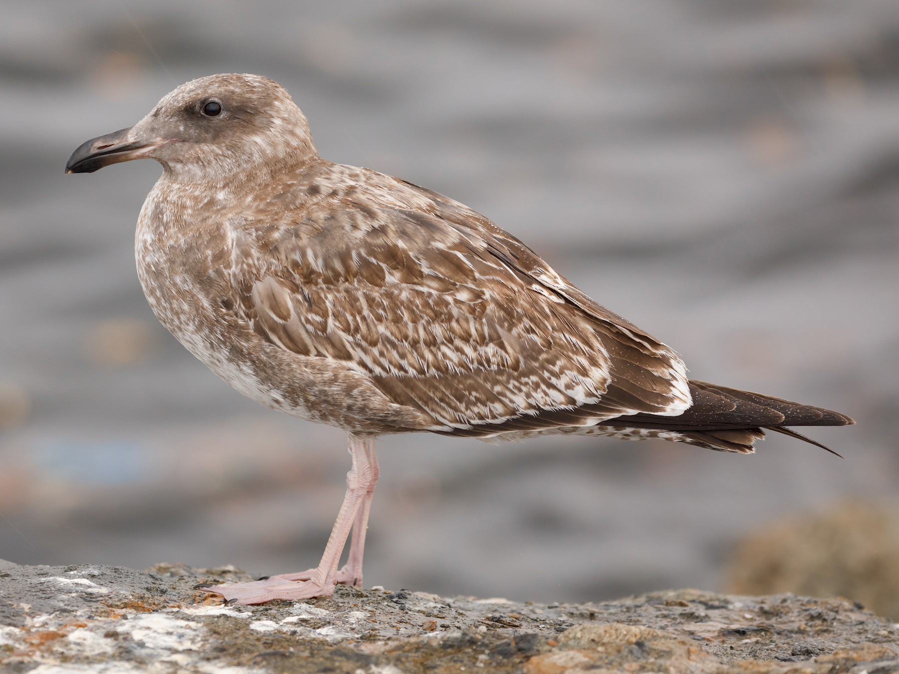 Western Gull - eBird