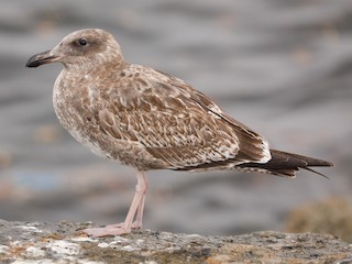 Western Gull - eBird