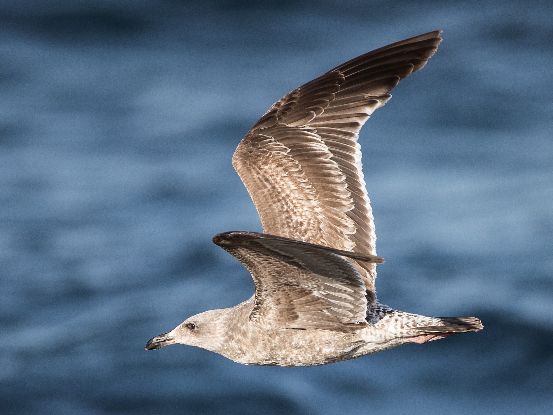Western Gull - eBird