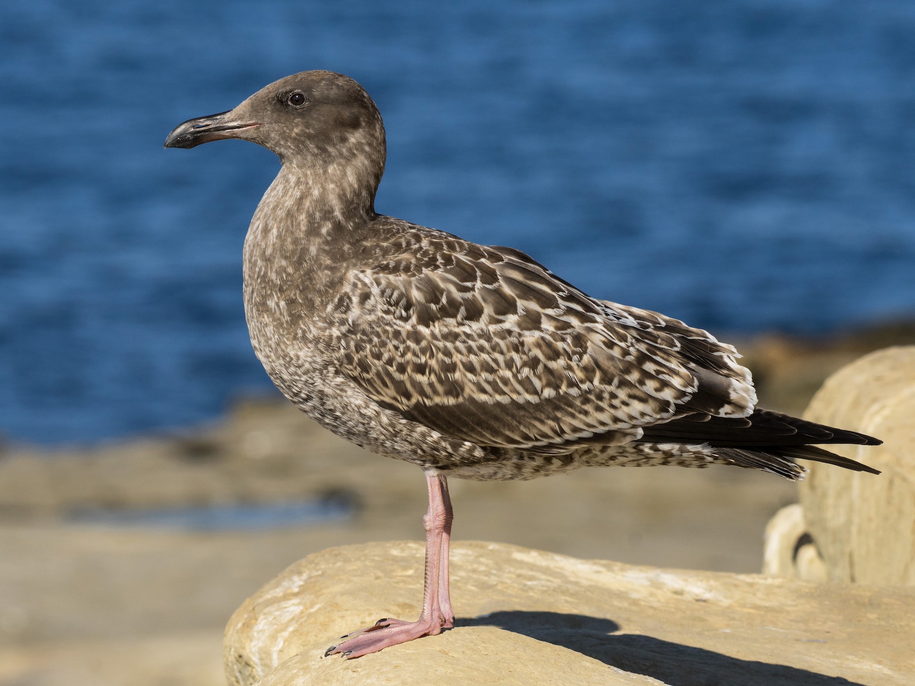 Western Gull - eBird