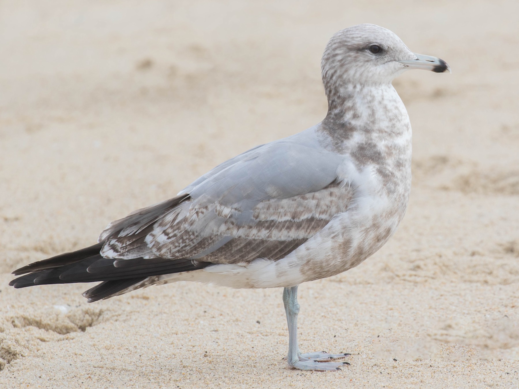 California Gull - eBird