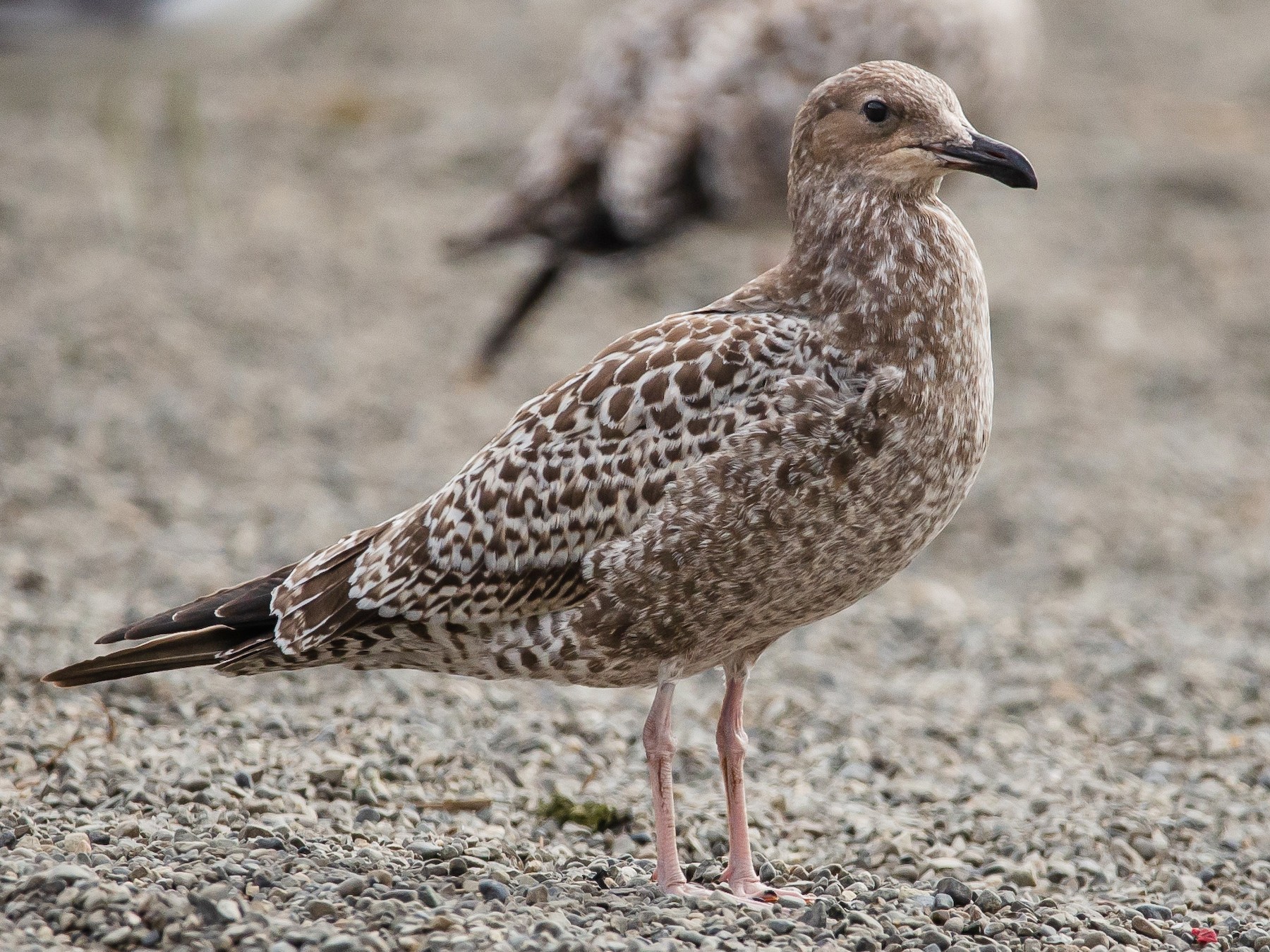 California Gull - eBird