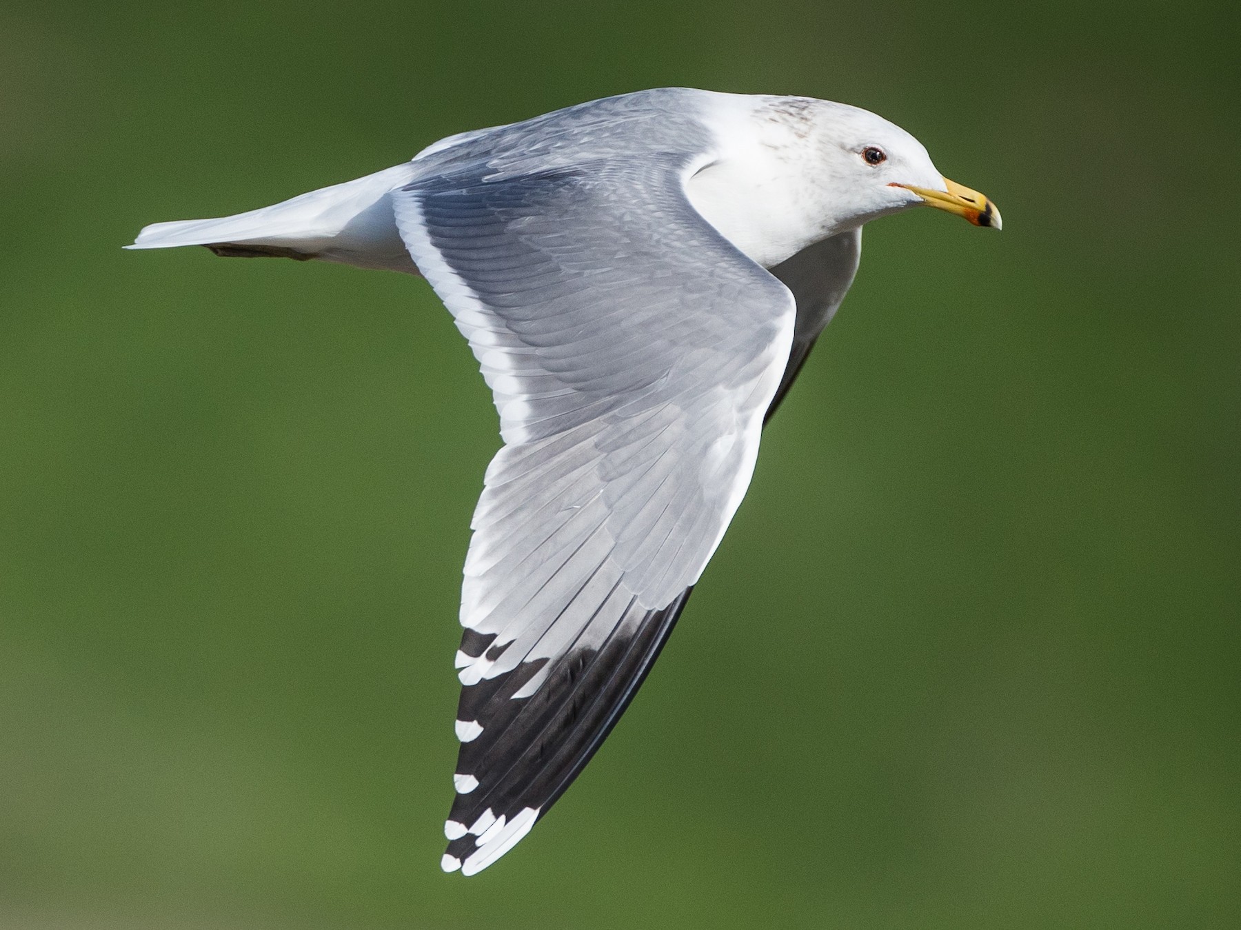 California Gull - eBird
