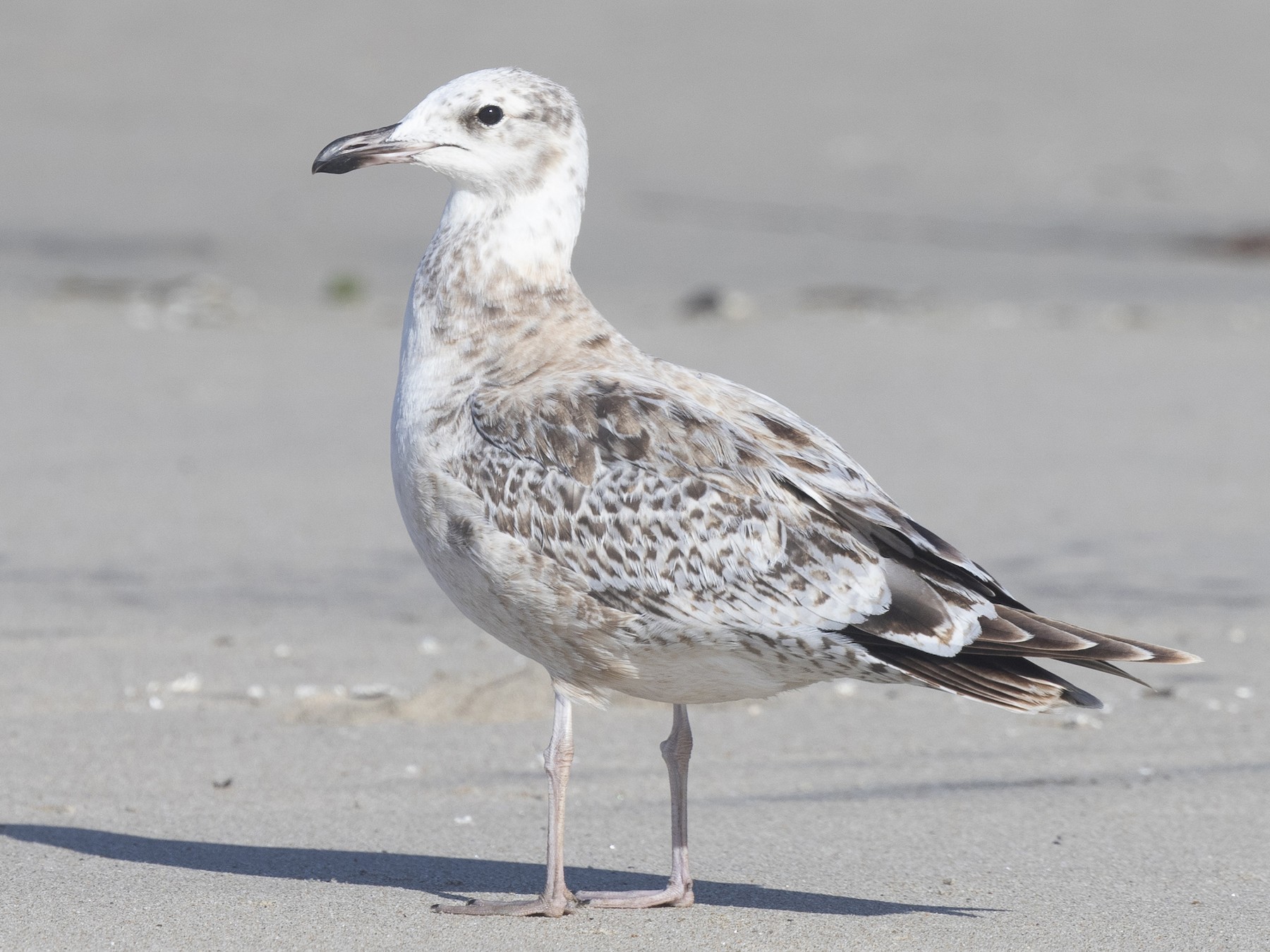 California Gull - eBird