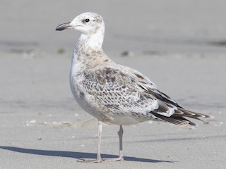 California Gull - eBird