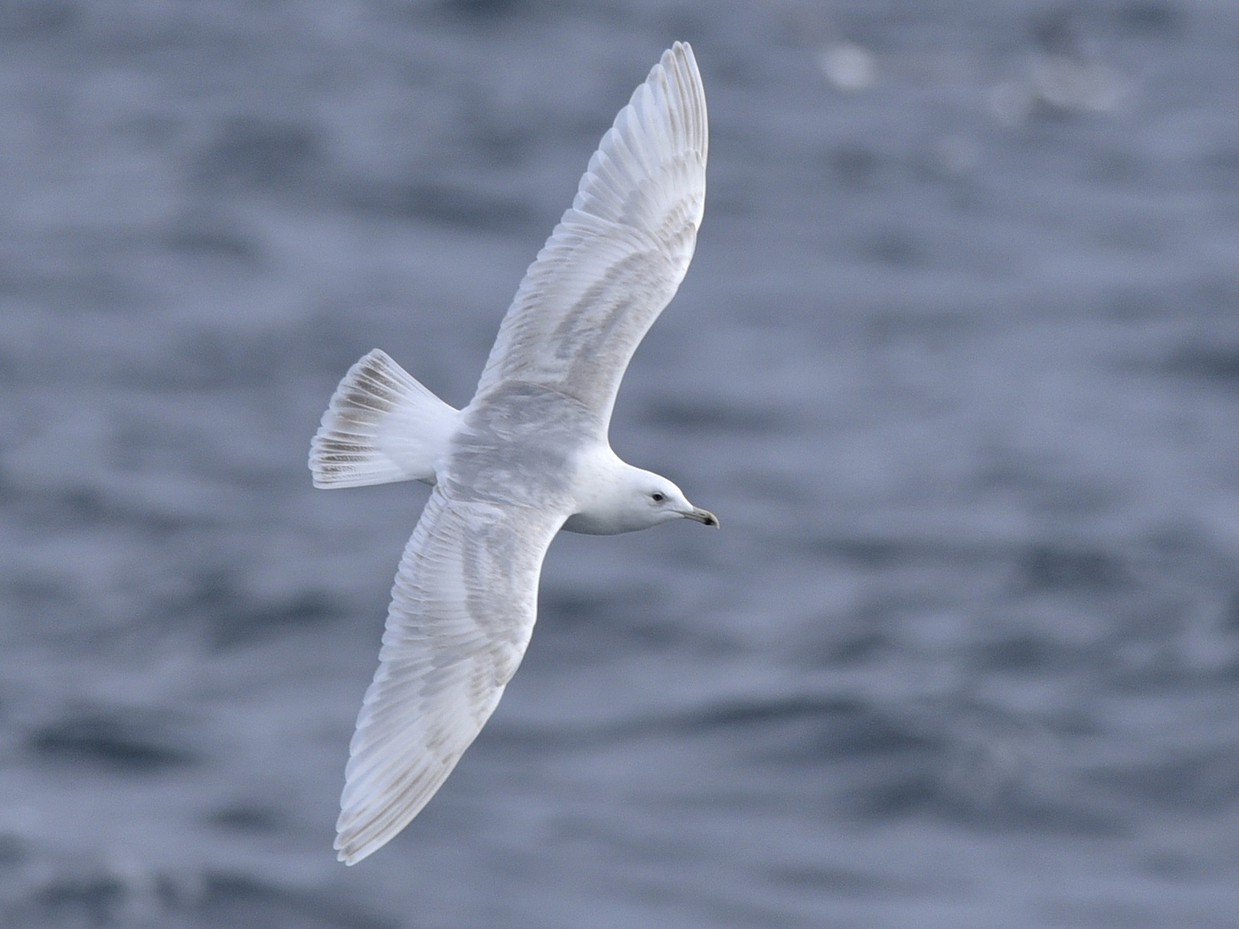 Iceland Gull - eBird