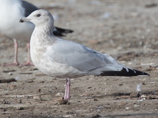 Iceland Gull - eBird