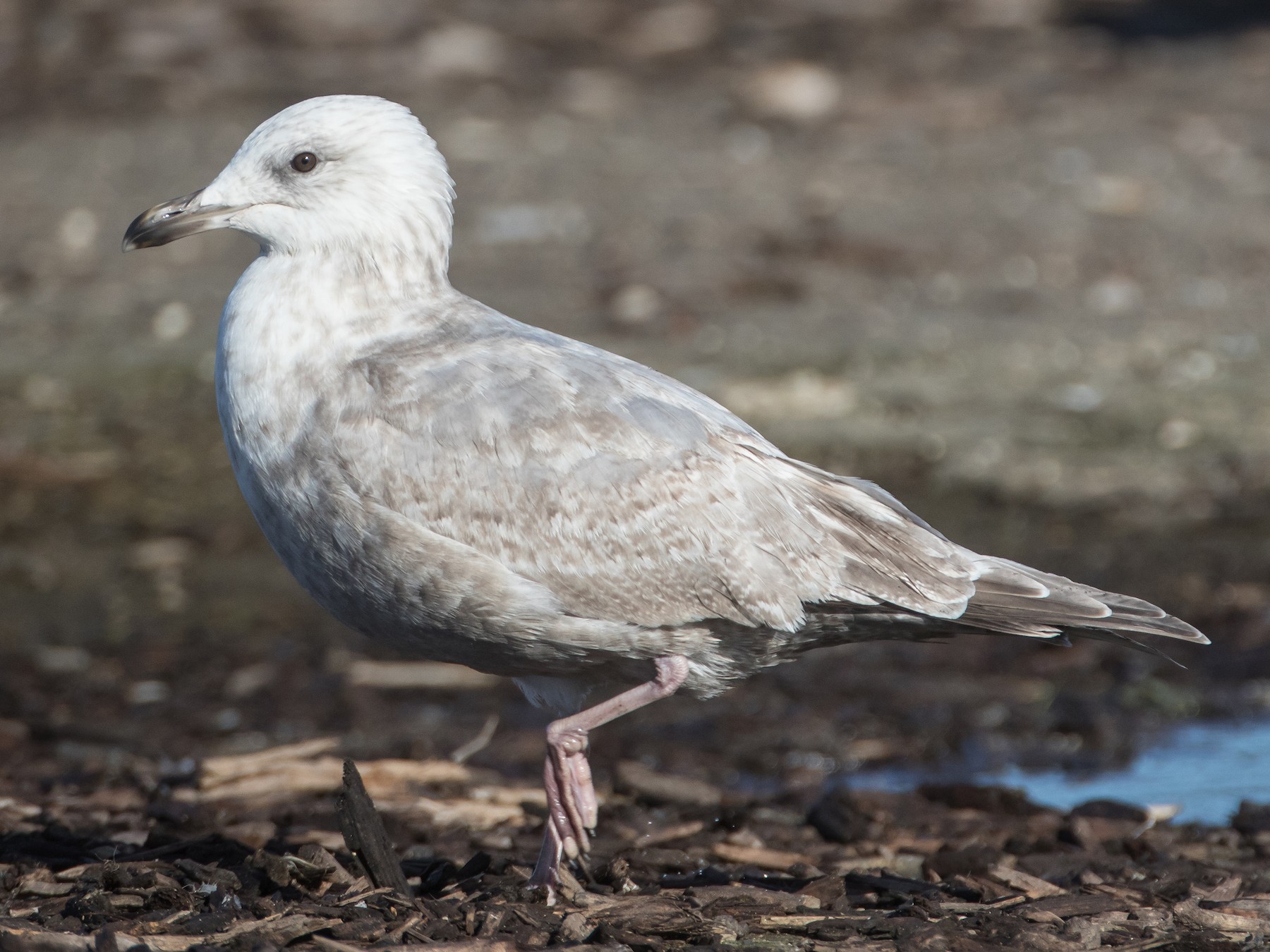 Goéland arctique - eBird