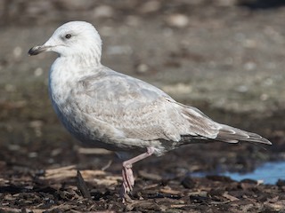 Iceland Gull - eBird