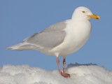 Glaucous Gull - Abundance map: Breeding - eBird Status and Trends
