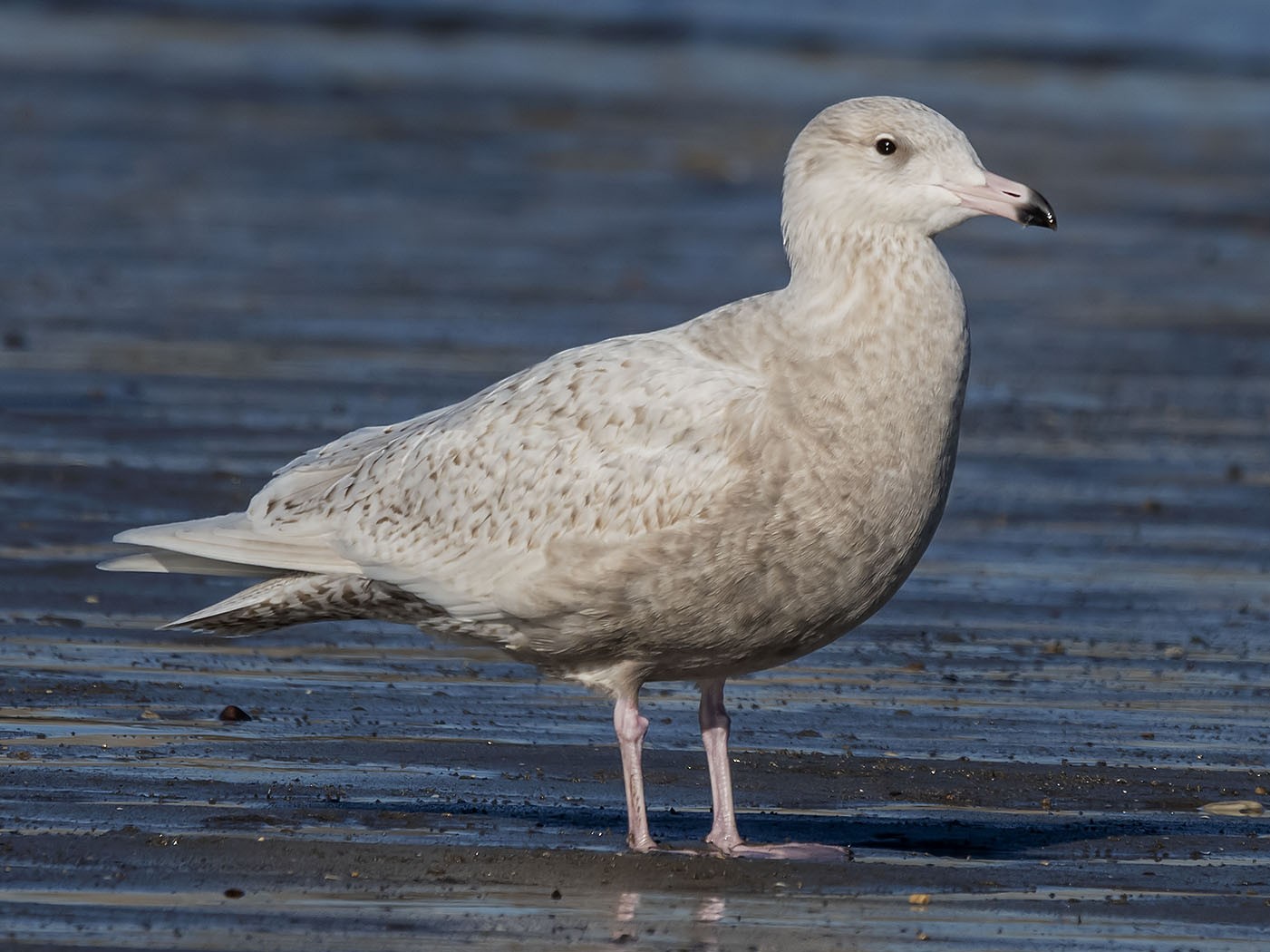 Glaucous Gull - eBird