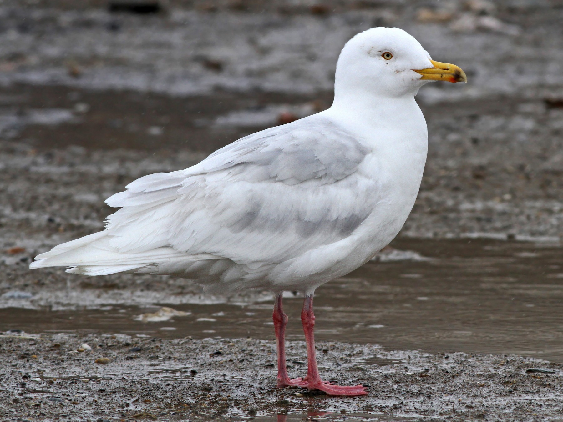 Glaucous Gull - eBird