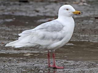 Glaucous Gull - eBird