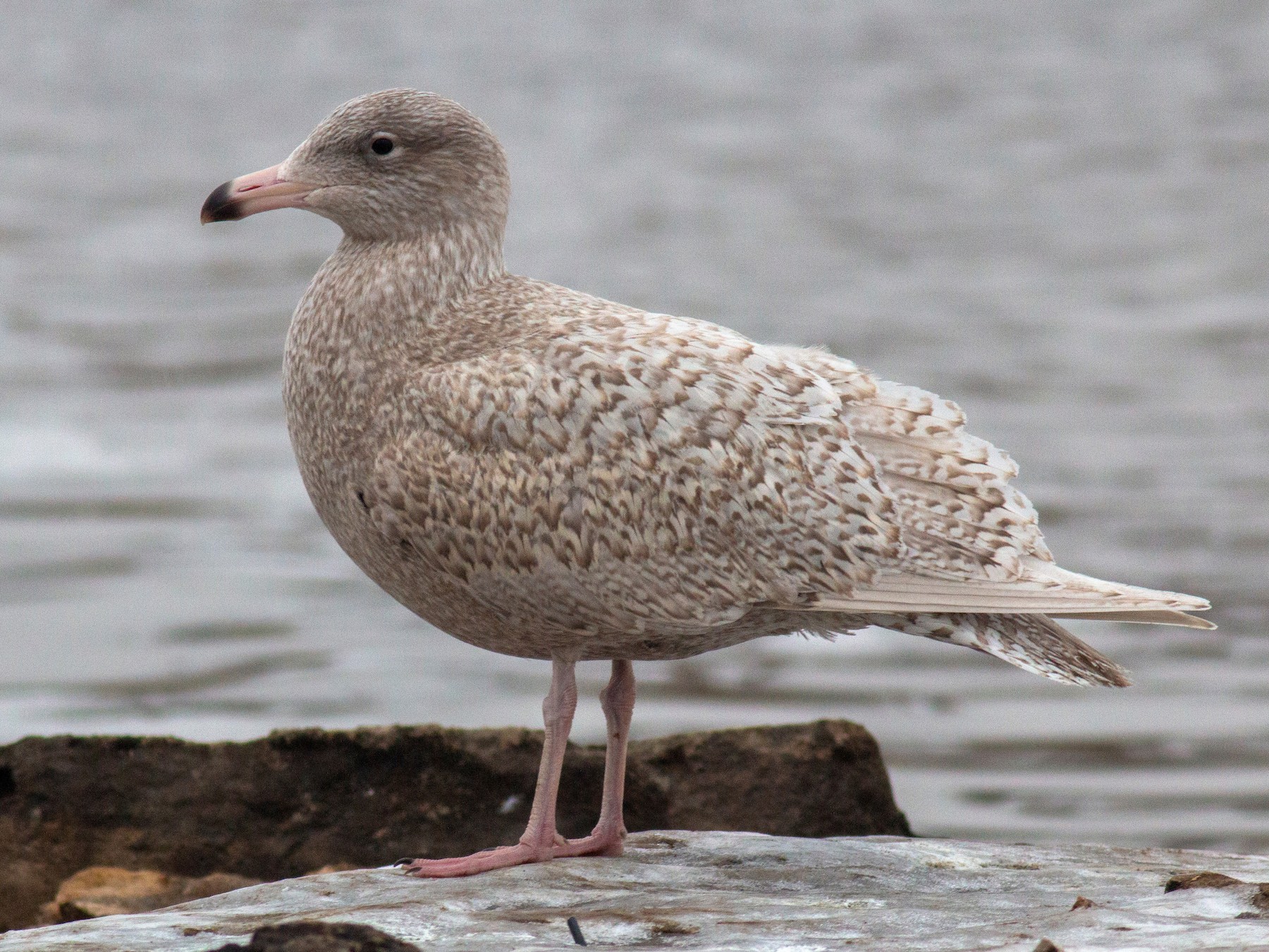 Glaucous Gull - eBird
