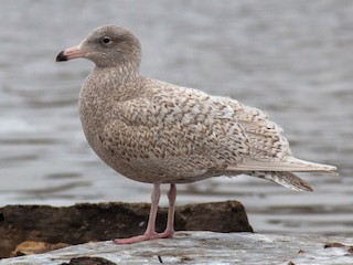 Glaucous Gull - eBird