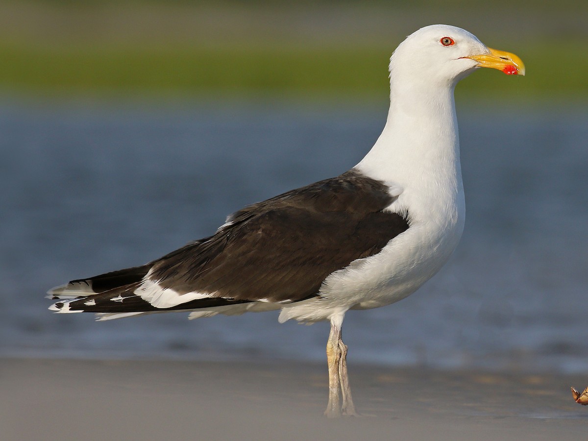 Nova Scotia Species Overview | BirdWise ID Quizzes