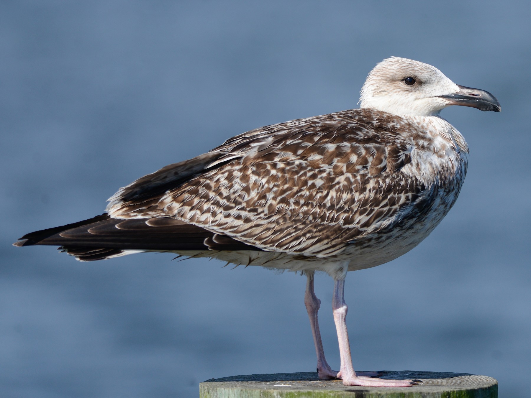 Great Black-backed Gull - eBird