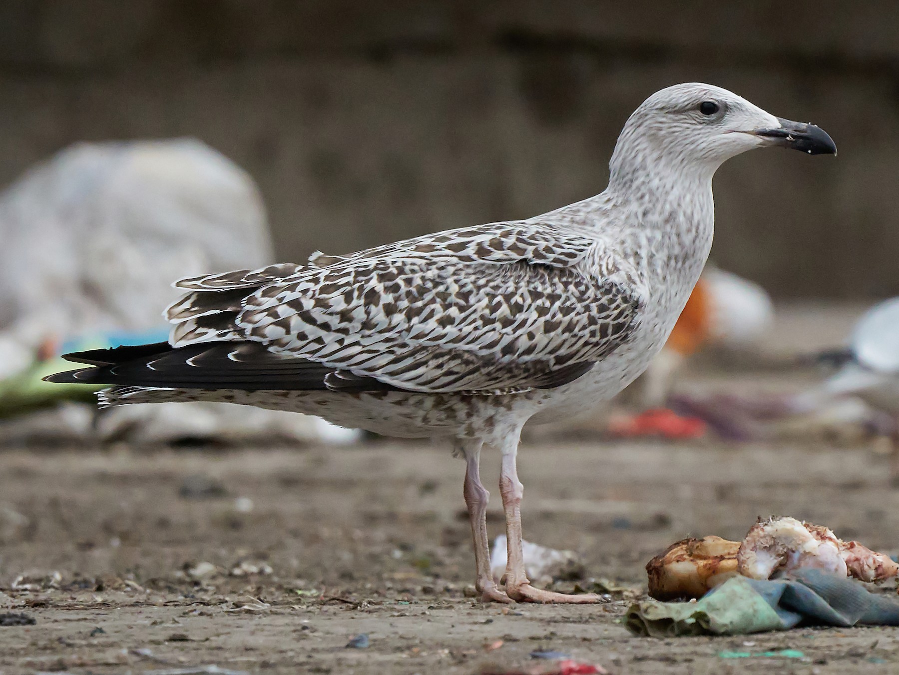 Great Black-backed Gull - eBird