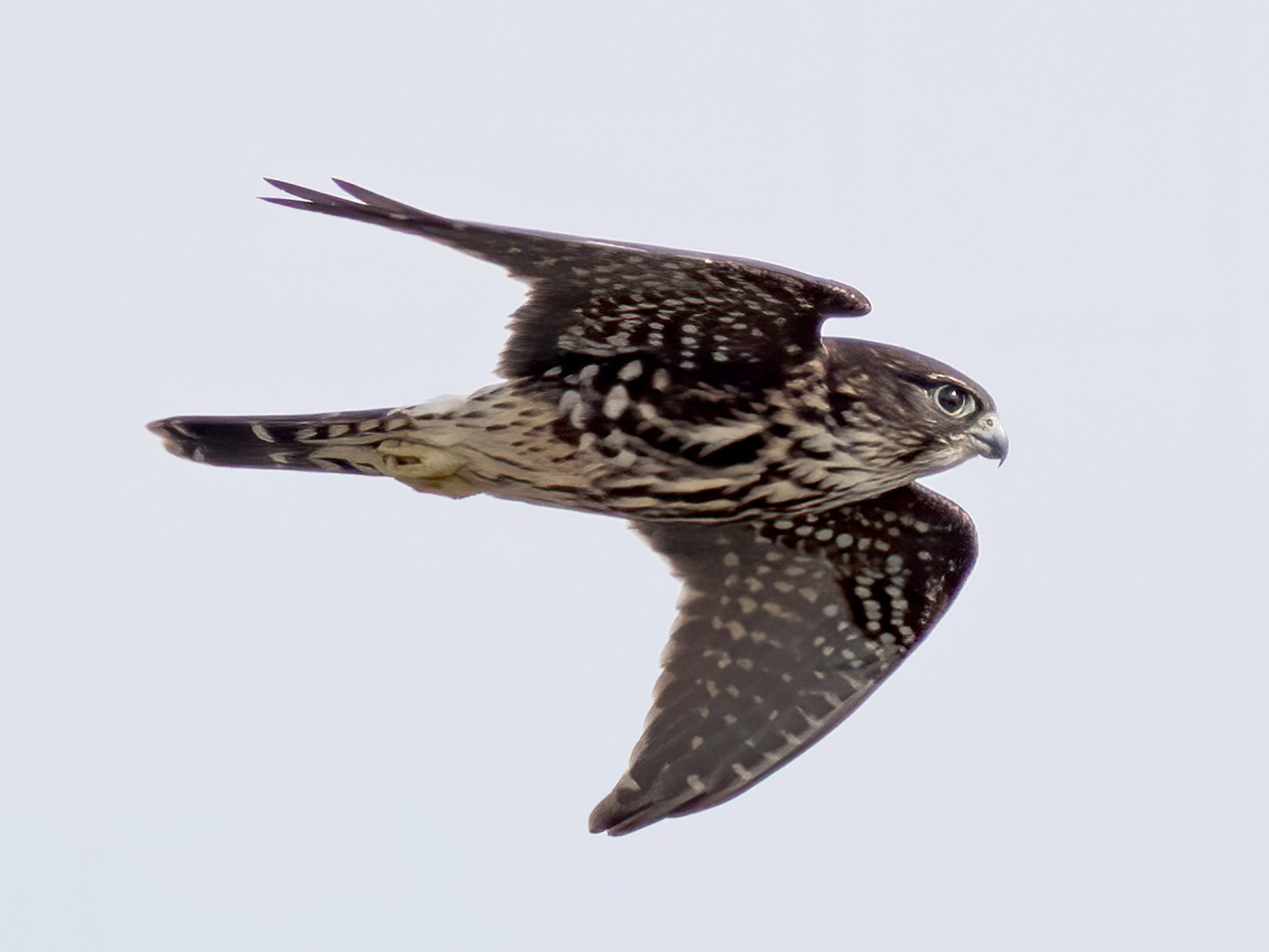 Merlin - eBird