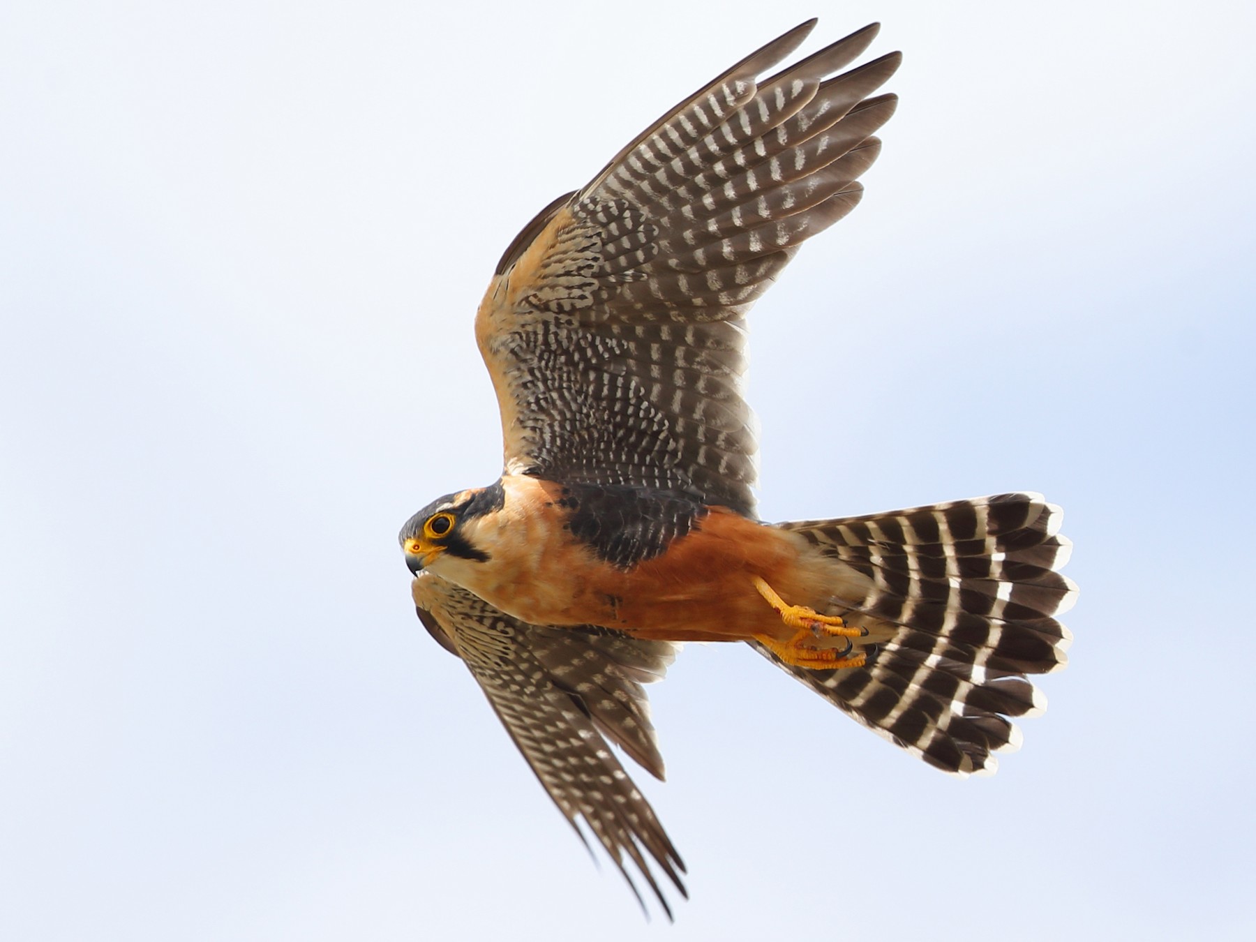 Aplomado Falcon - eBird