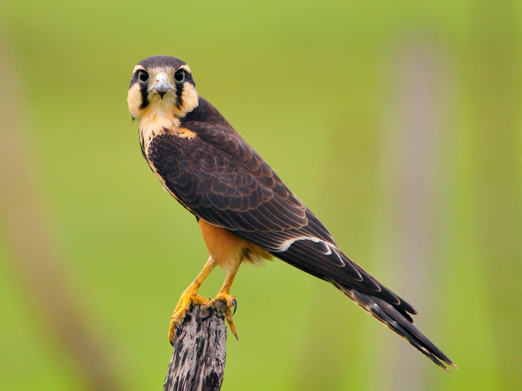 Aplomado Falcon - eBird