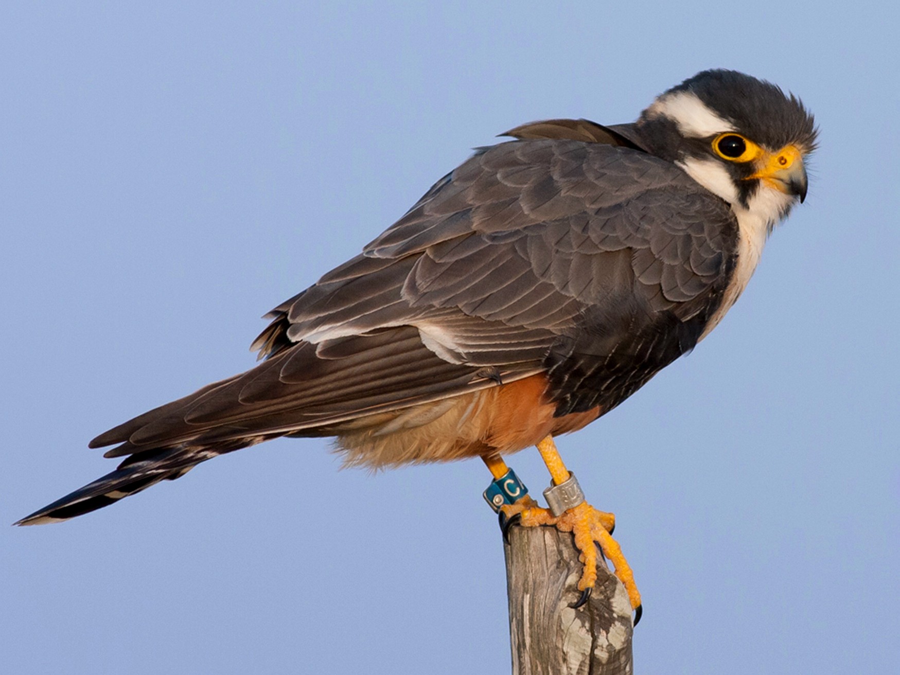 Aplomado Falcon - New Jersey eBird