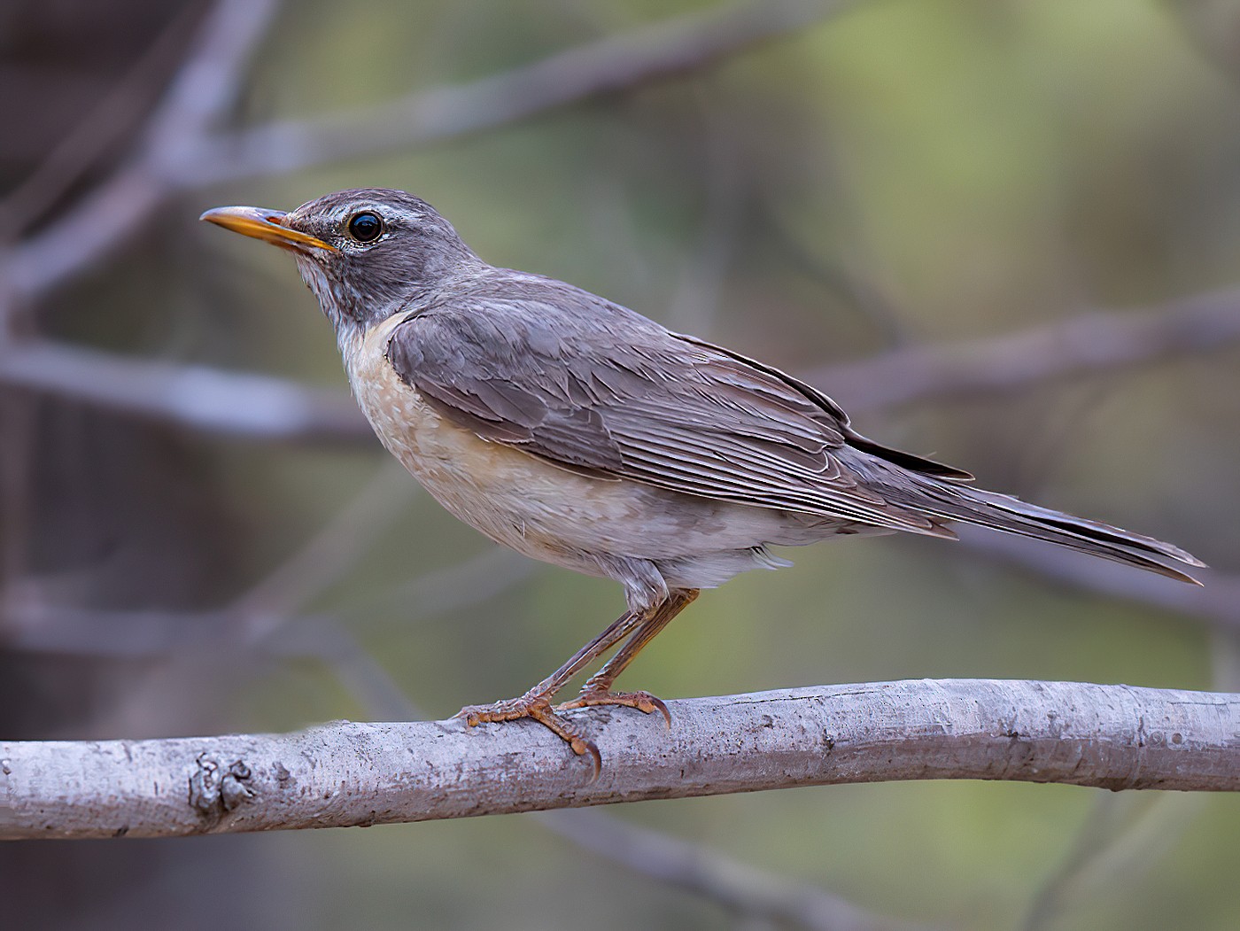 American Robin - eBird