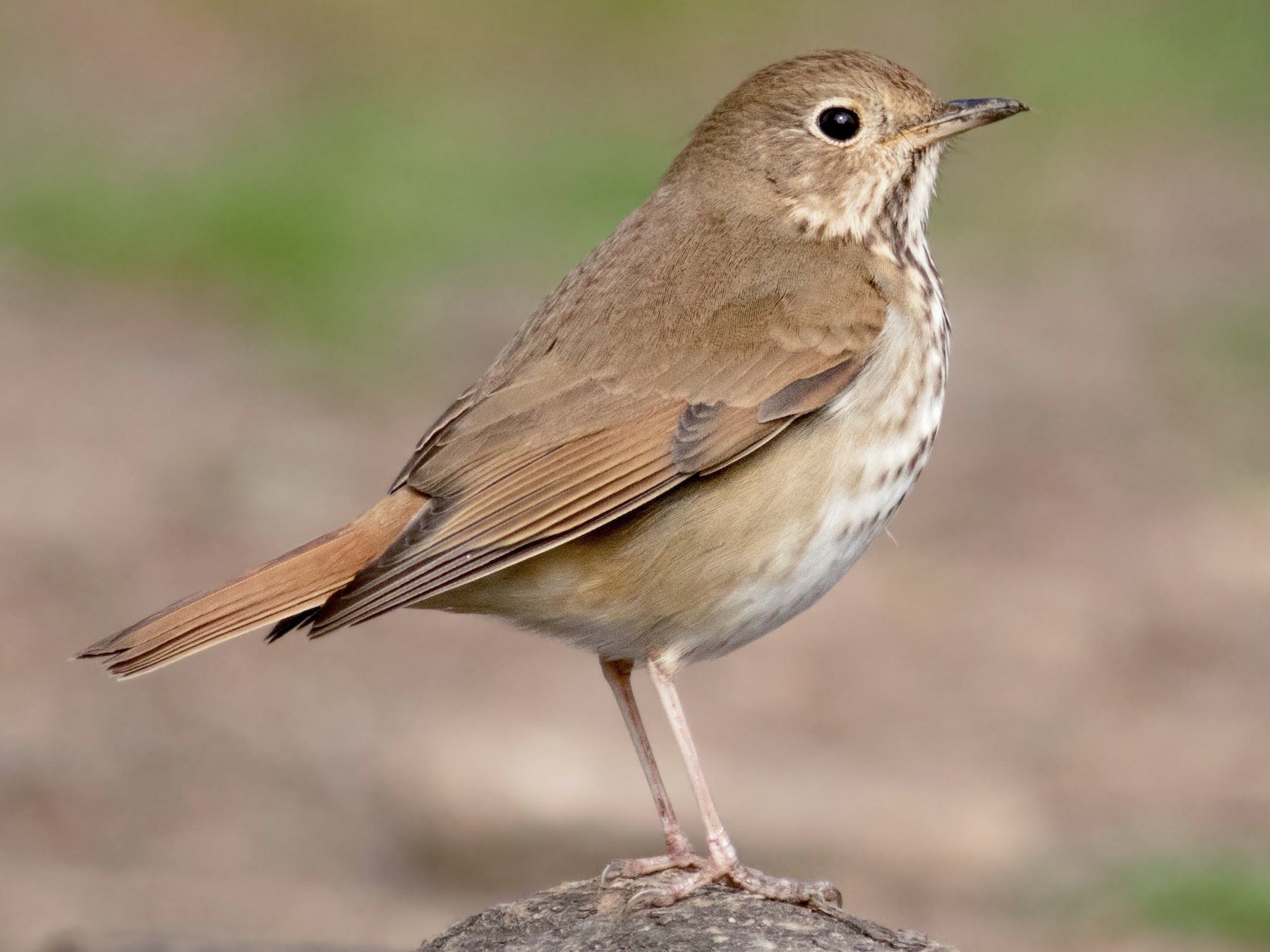 Hermit Thrush - eBird