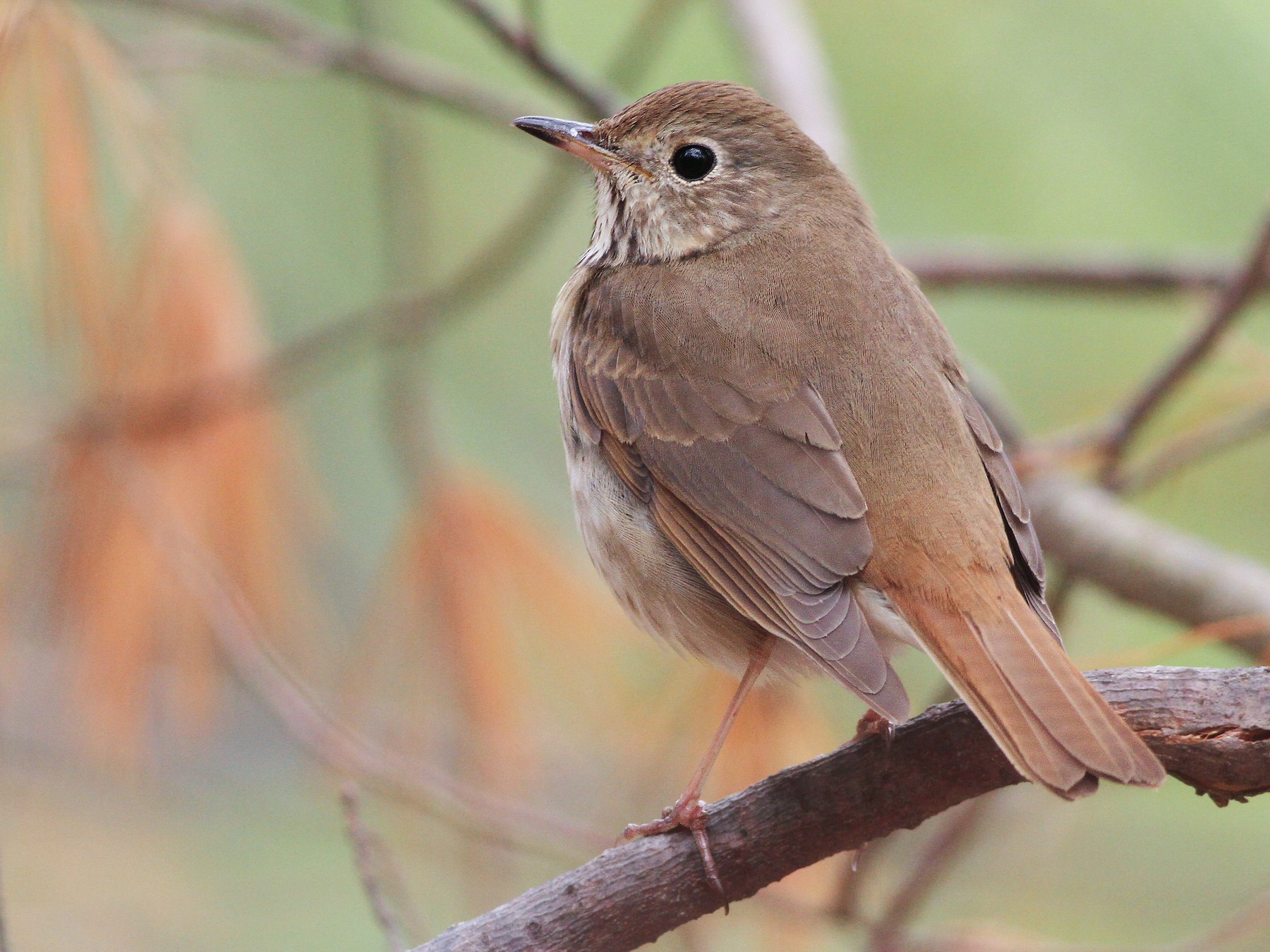 Hermit Thrush - eBird