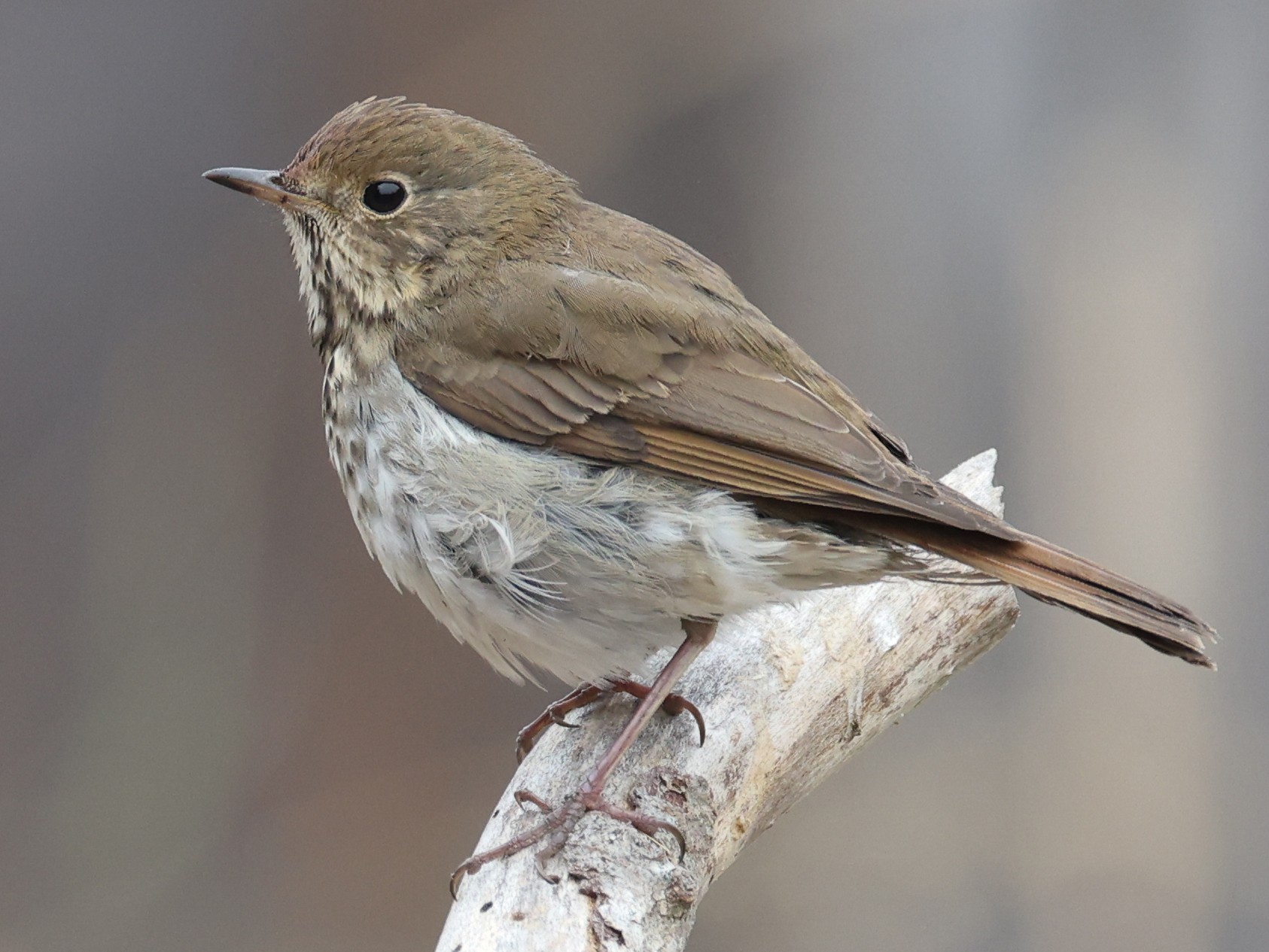 Hermit Thrush - North Carolina Bird Atlas