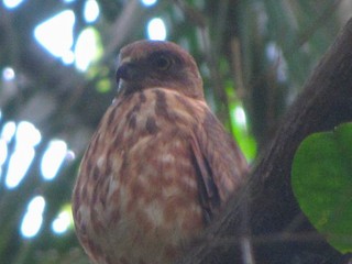 Nicobar Sparrowhawk - Accipiter butleri - Birds of the World