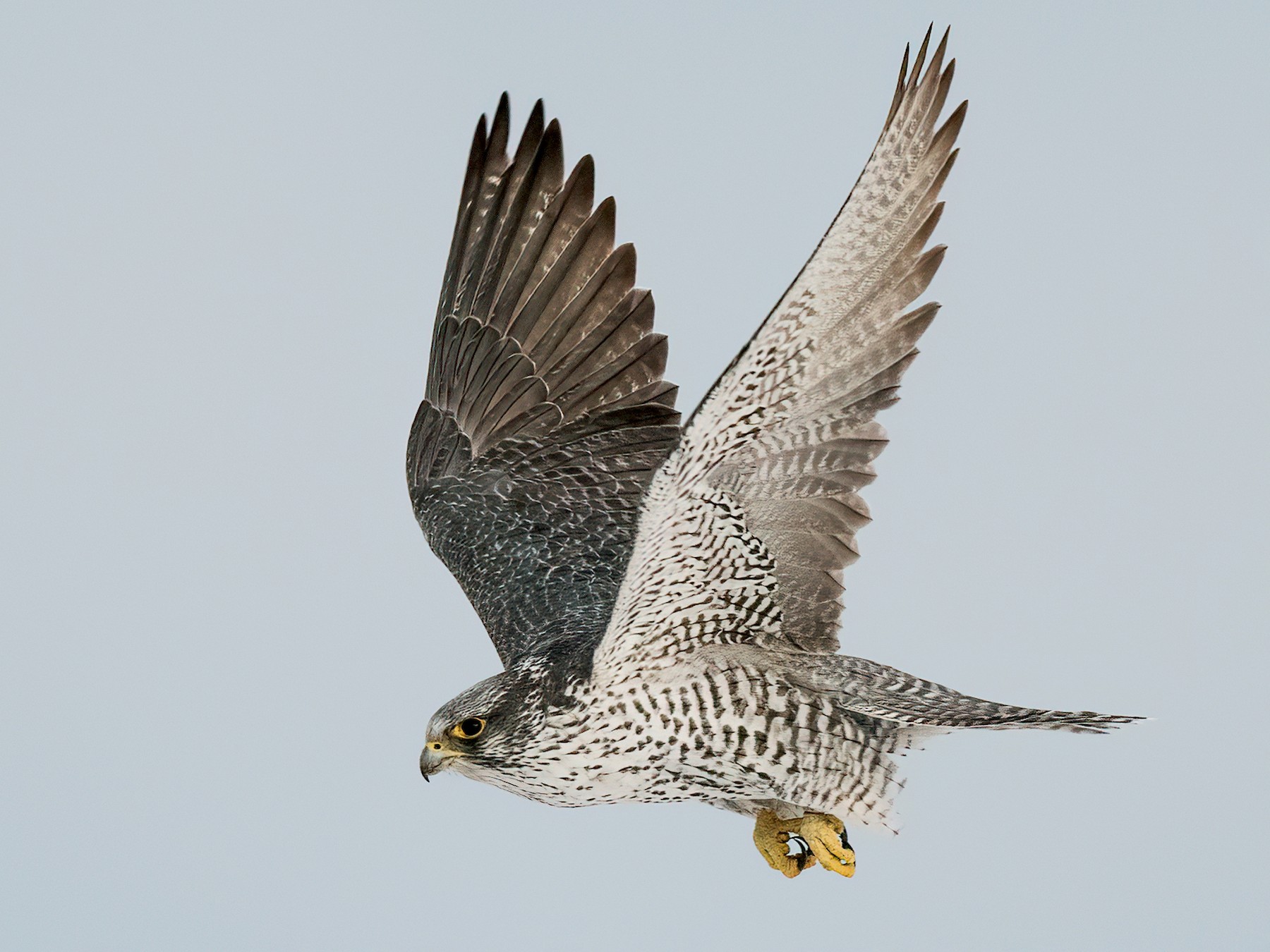 Gyrfalcon - eBird
