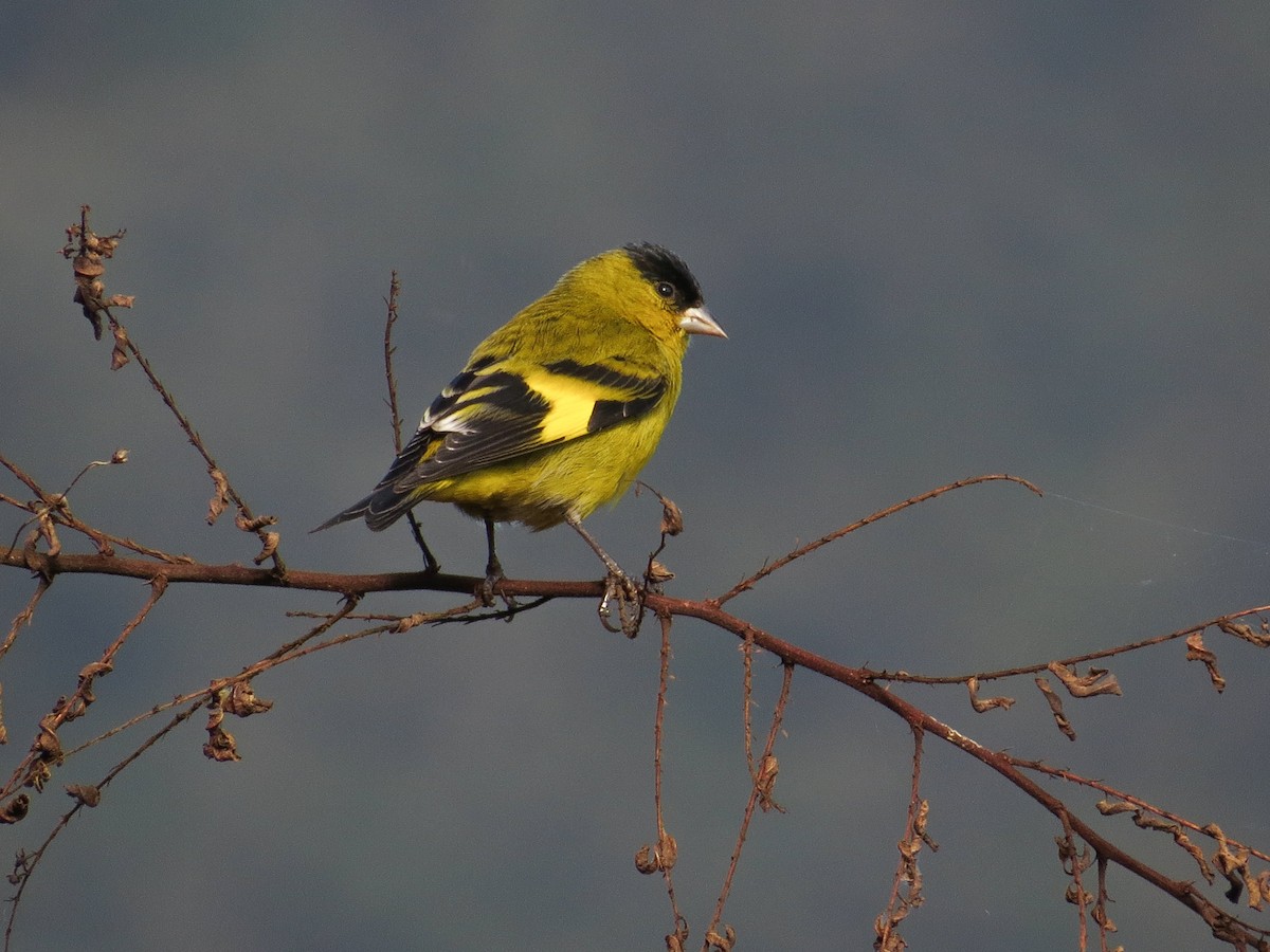 Andean Siskin - Spinus spinescens - Birds of the World