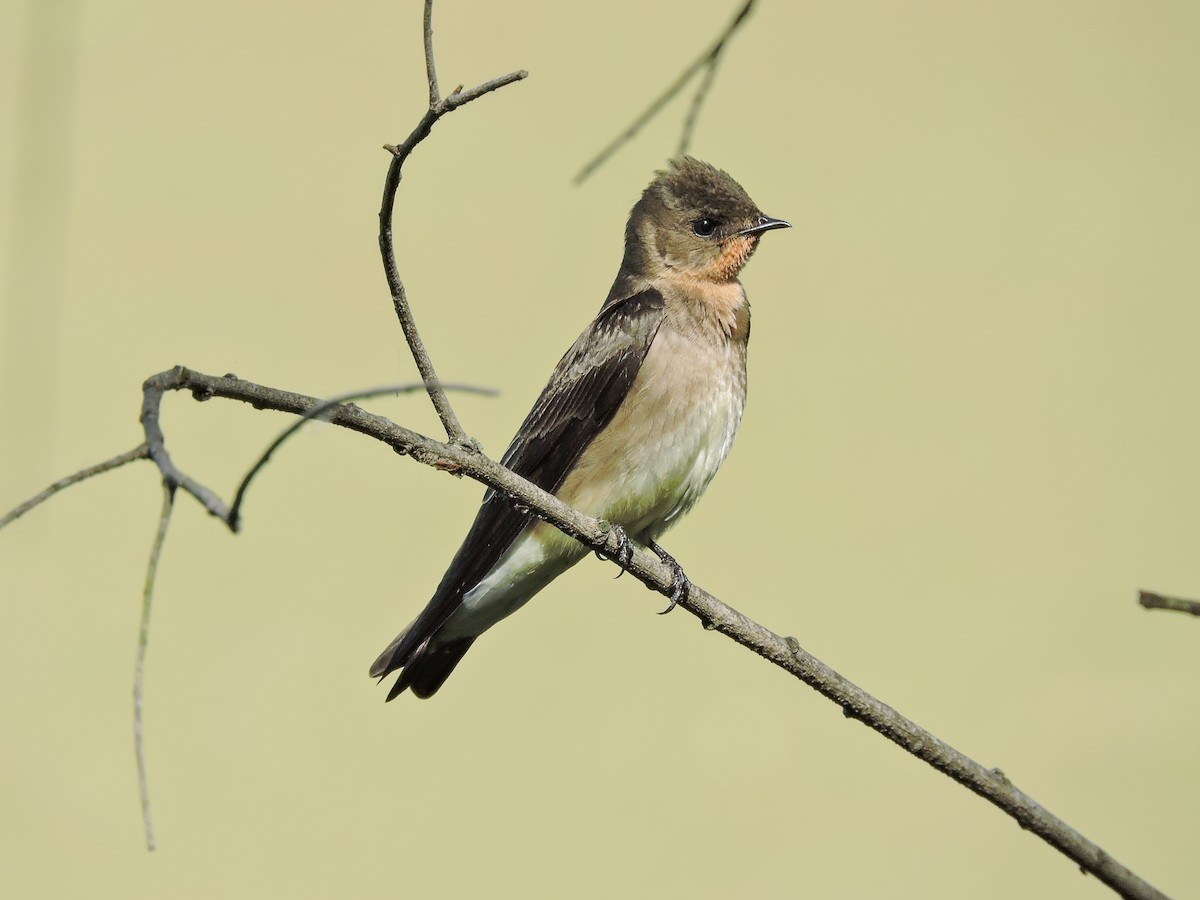 Southern Rough-winged Swallow - Stelgidopteryx ruficollis - Birds of ...